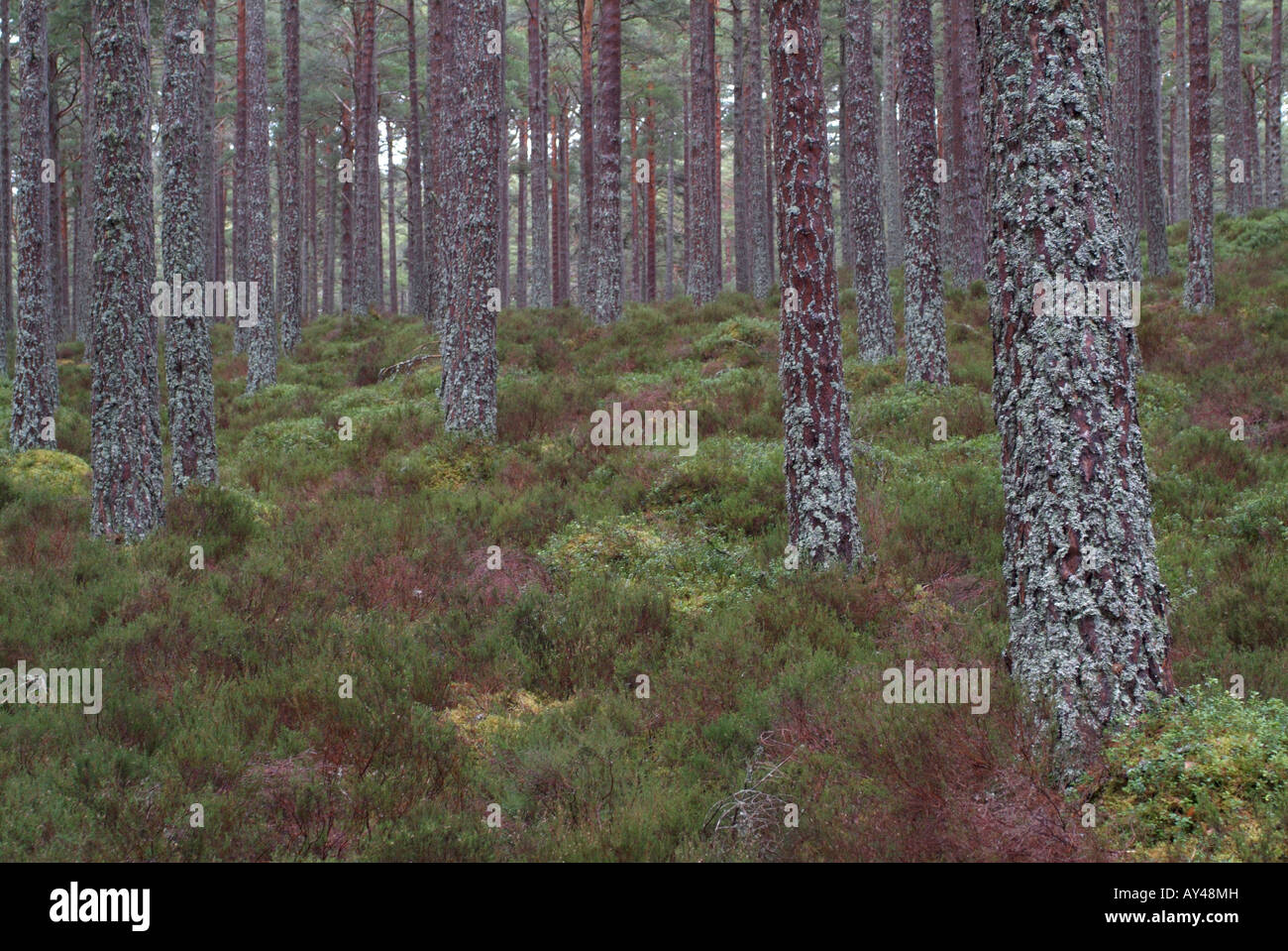 Caledonian pine tree in rothiemurchus hi-res stock photography and ...