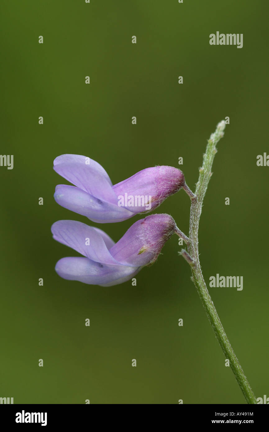 Bush vetch Vicia sepium flowers Stock Photo - Alamy