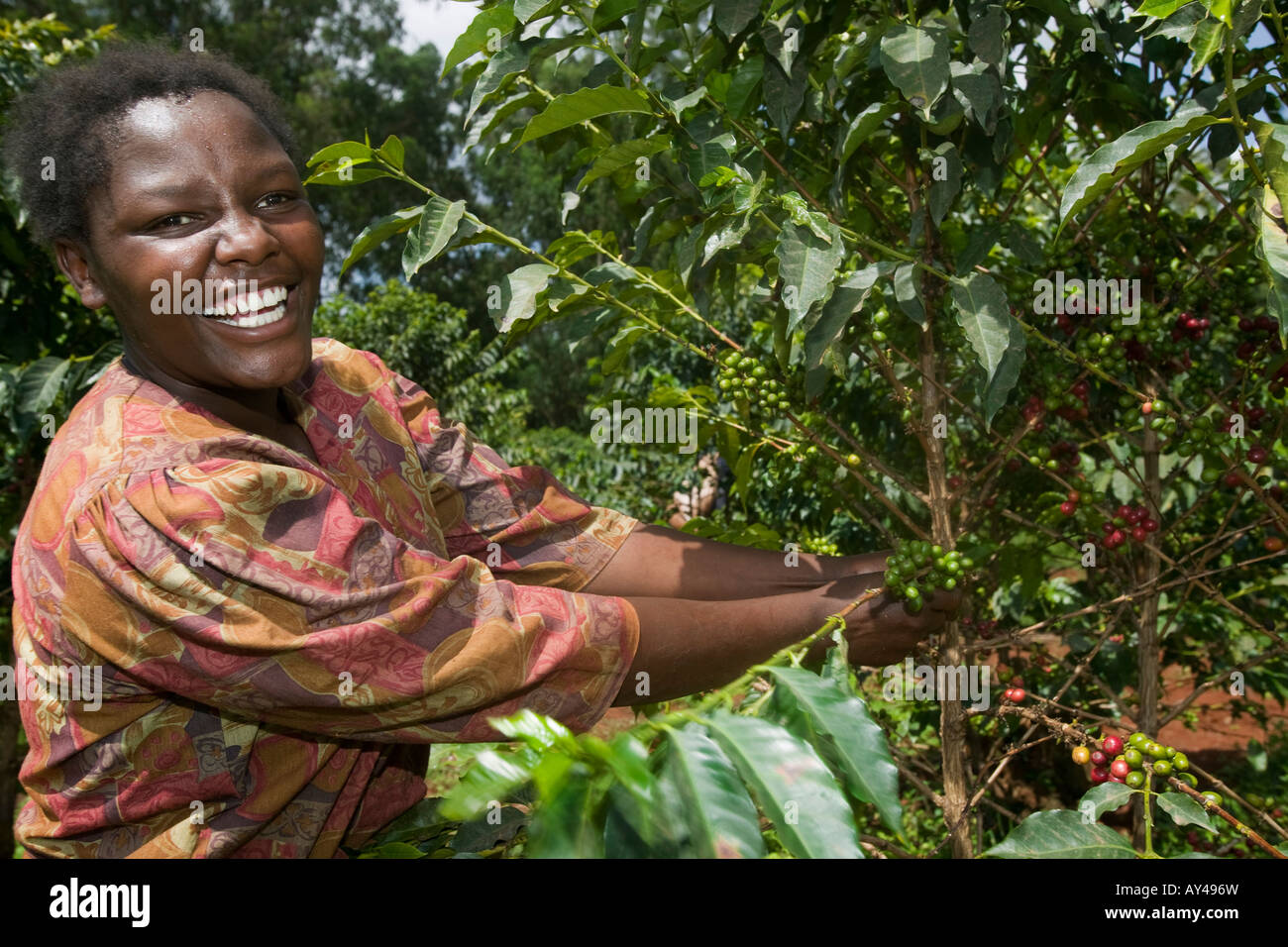 Picking coffee from tree hi-res stock photography and images - Alamy