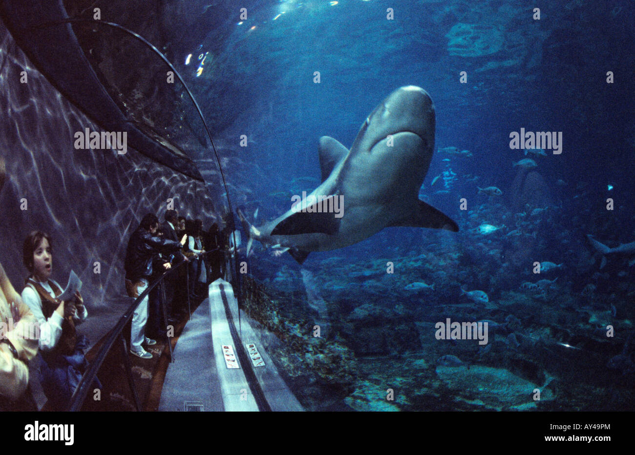 shark aquarium child Stock Photo - Alamy