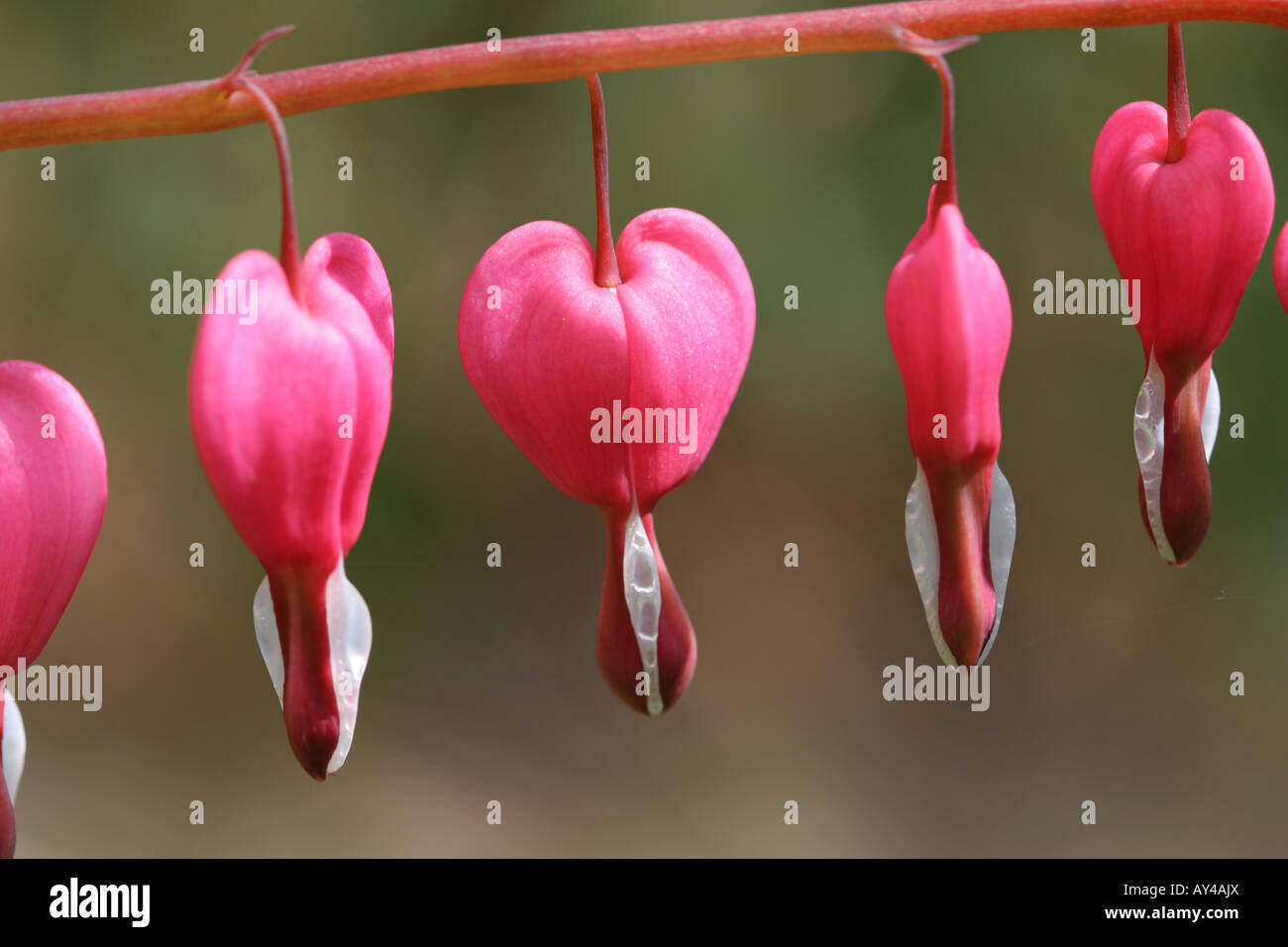 Row of pink heart shaped flowers Stock Photo - Alamy