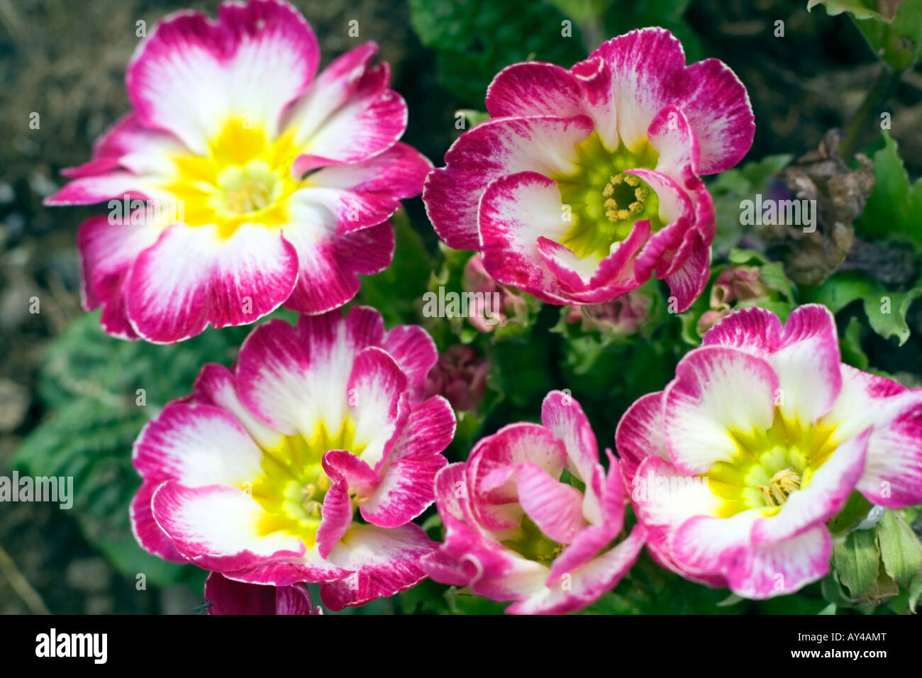 Flowers blooming in the garden at the begining of the spring Stock ...