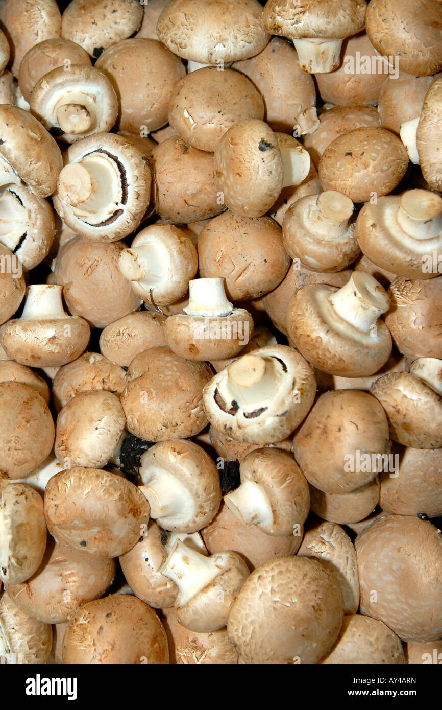 London Borough Market , stall display of beautiful fresh brown cap ...
