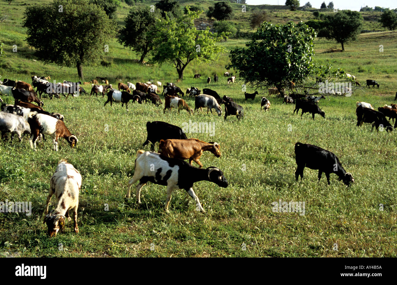 Mountain Goats in Cyprus Stock Photo - Alamy