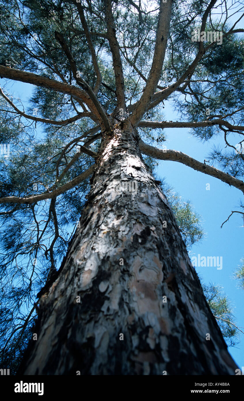 Cyprus stavros tis psokas forest hi-res stock photography and images ...