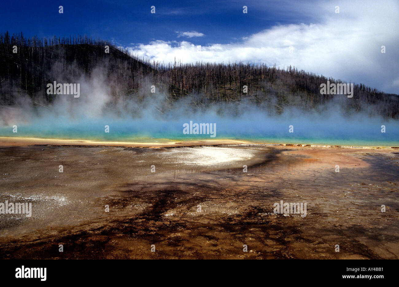 Grand Prismatic Spring in Yellowstone National Park with burnt trees in ...