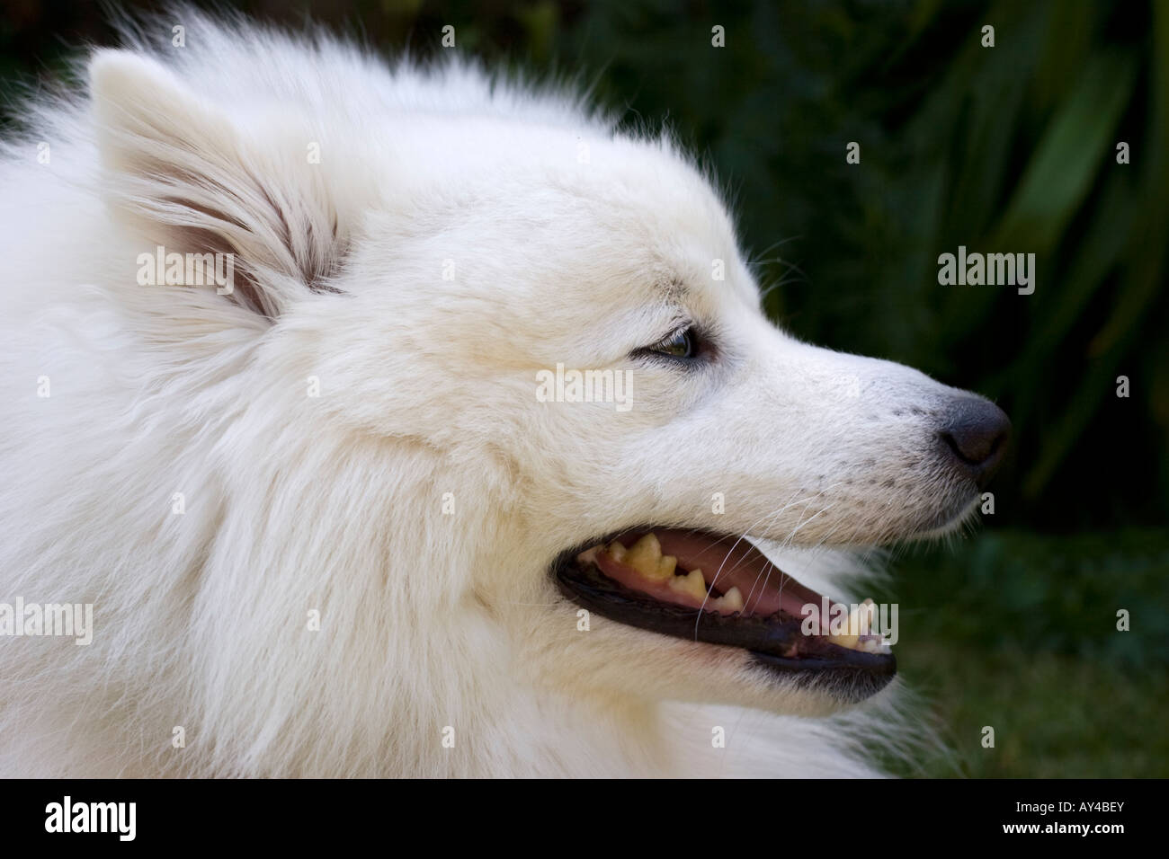 Suki - Pedigree Japanese Spitz dog Stock Photo - Alamy