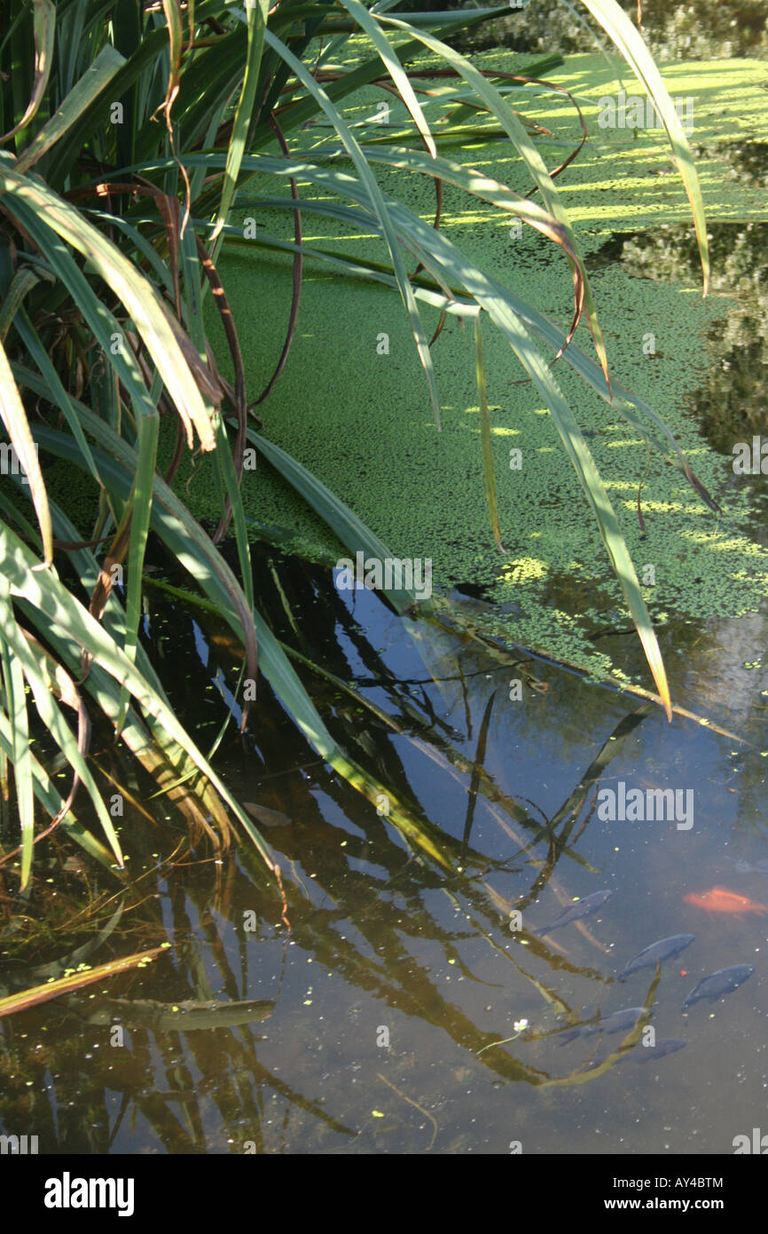 The surface of a pond showing weed, water, plants and reflections ...