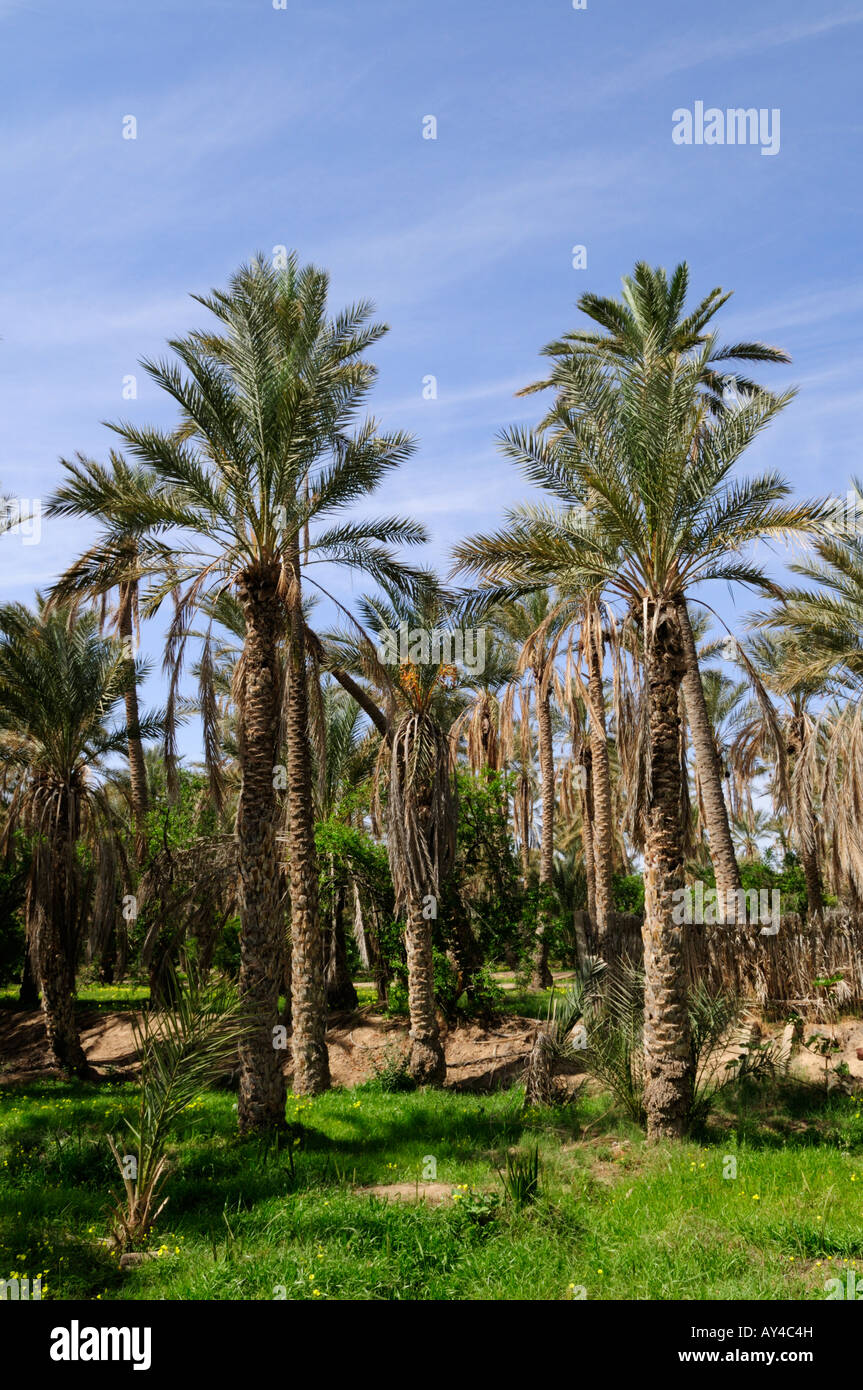 Palmeraie, Nefta, Tunisia Stock Photo - Alamy