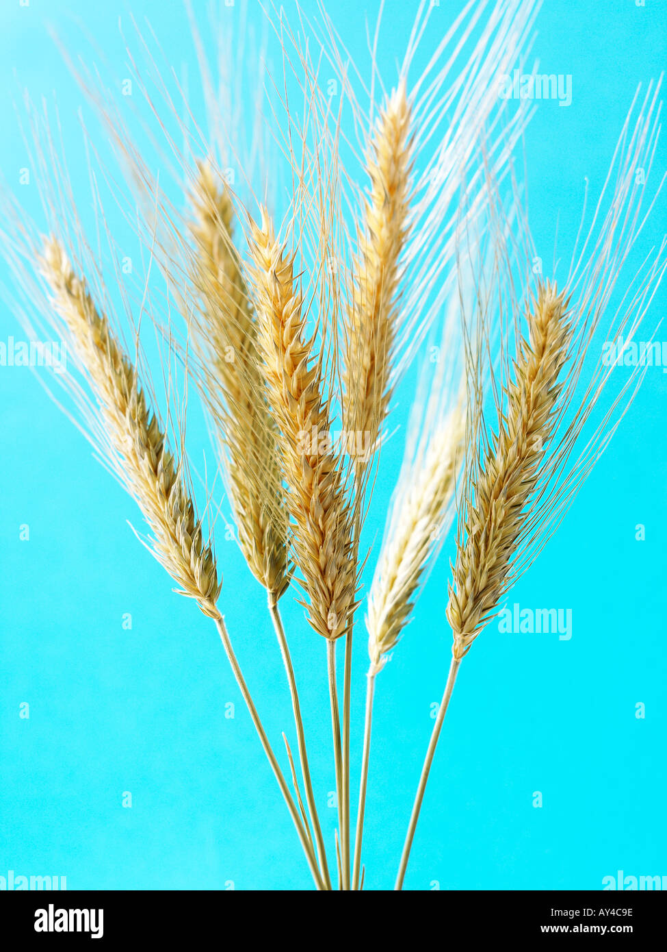 ears of triticale a hybrid of wheat and rye grass family Graminae Stock ...