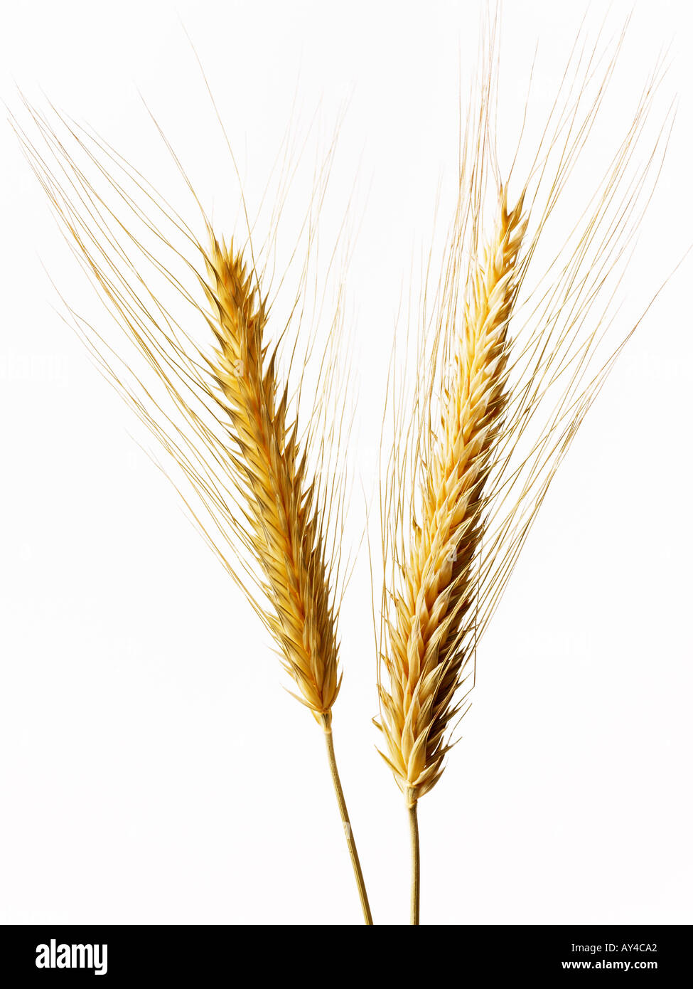ears of triticale a hybrid of wheat and rye grass family Graminae Stock ...
