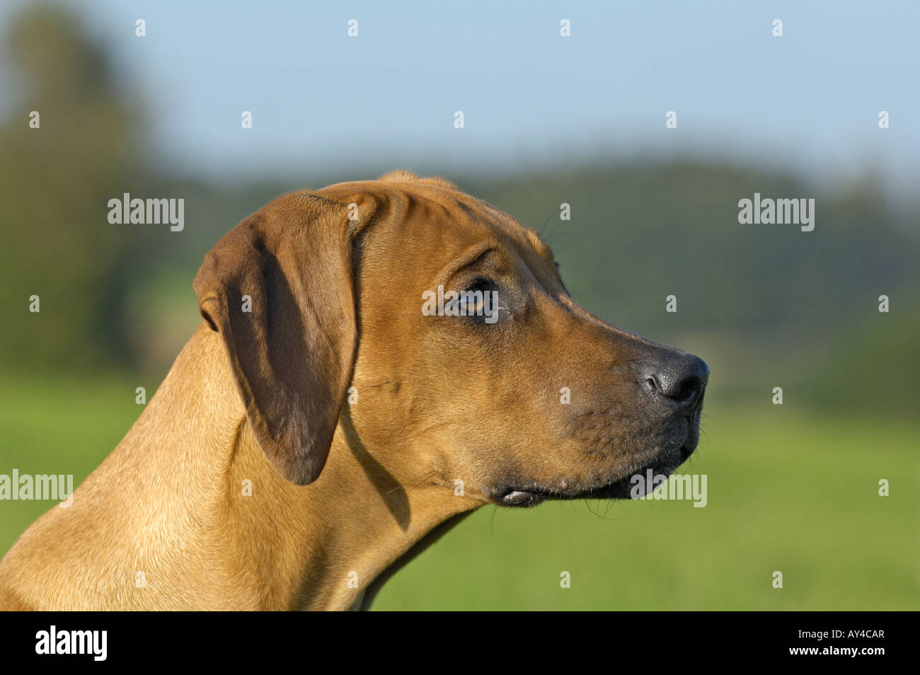 Four months old Rhodesian Ridgeback dog Stock Photo - Alamy