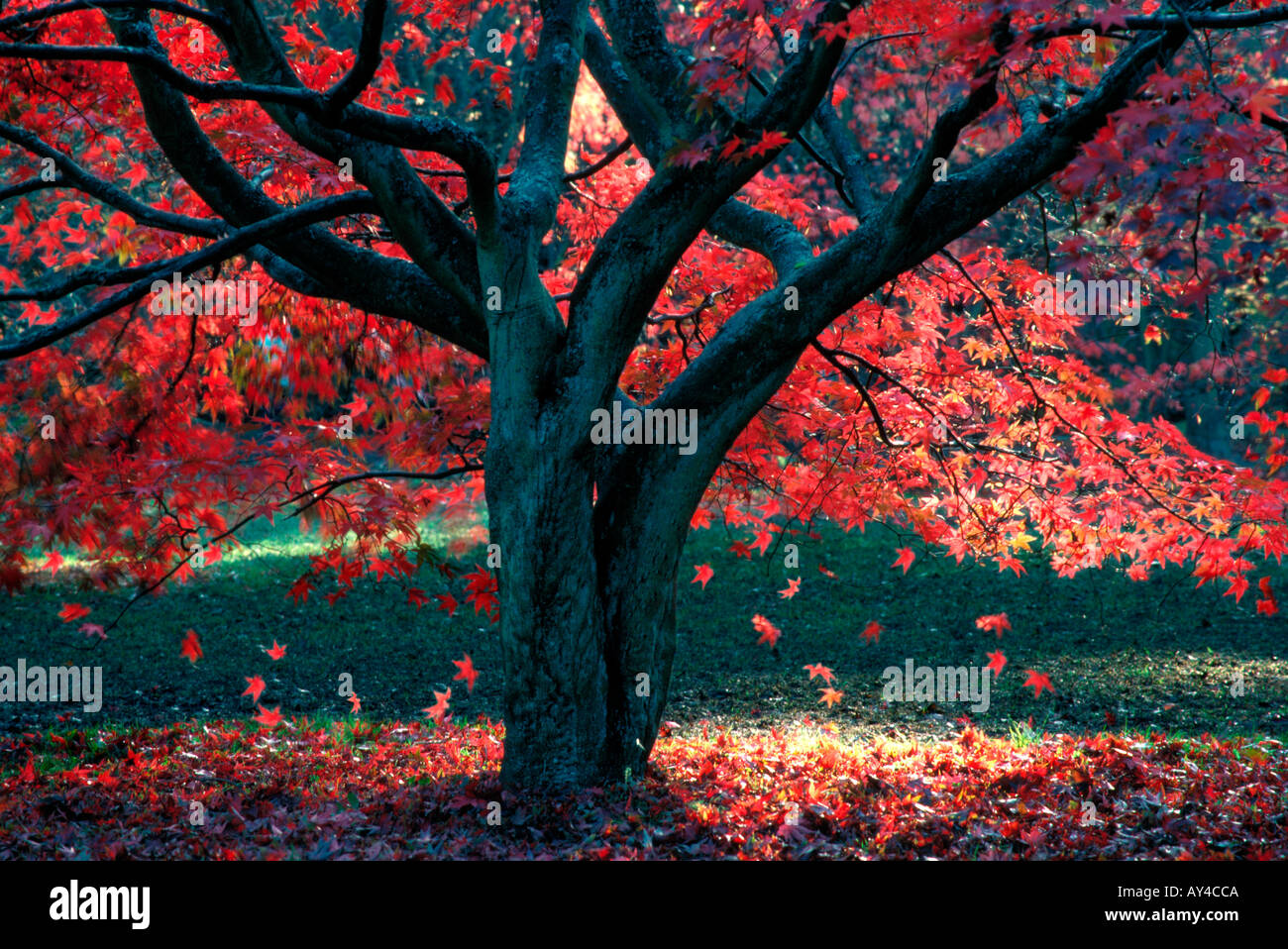 Brilliant red japanese maple leaves hi-res stock photography and images ...