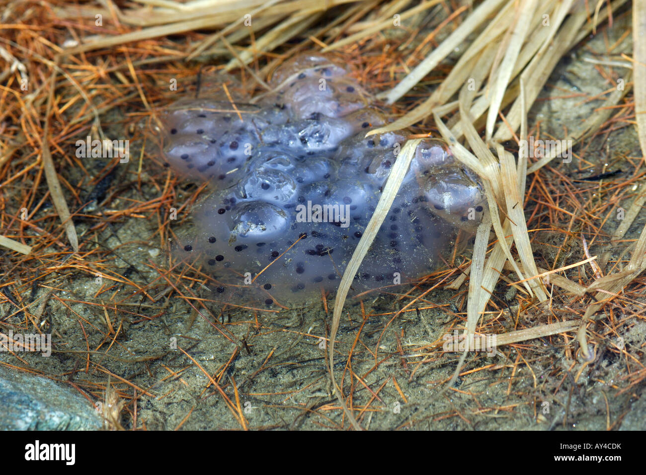 eggs Rana temporaria montagna stagno acquitrino anfibi anuri uova non ...