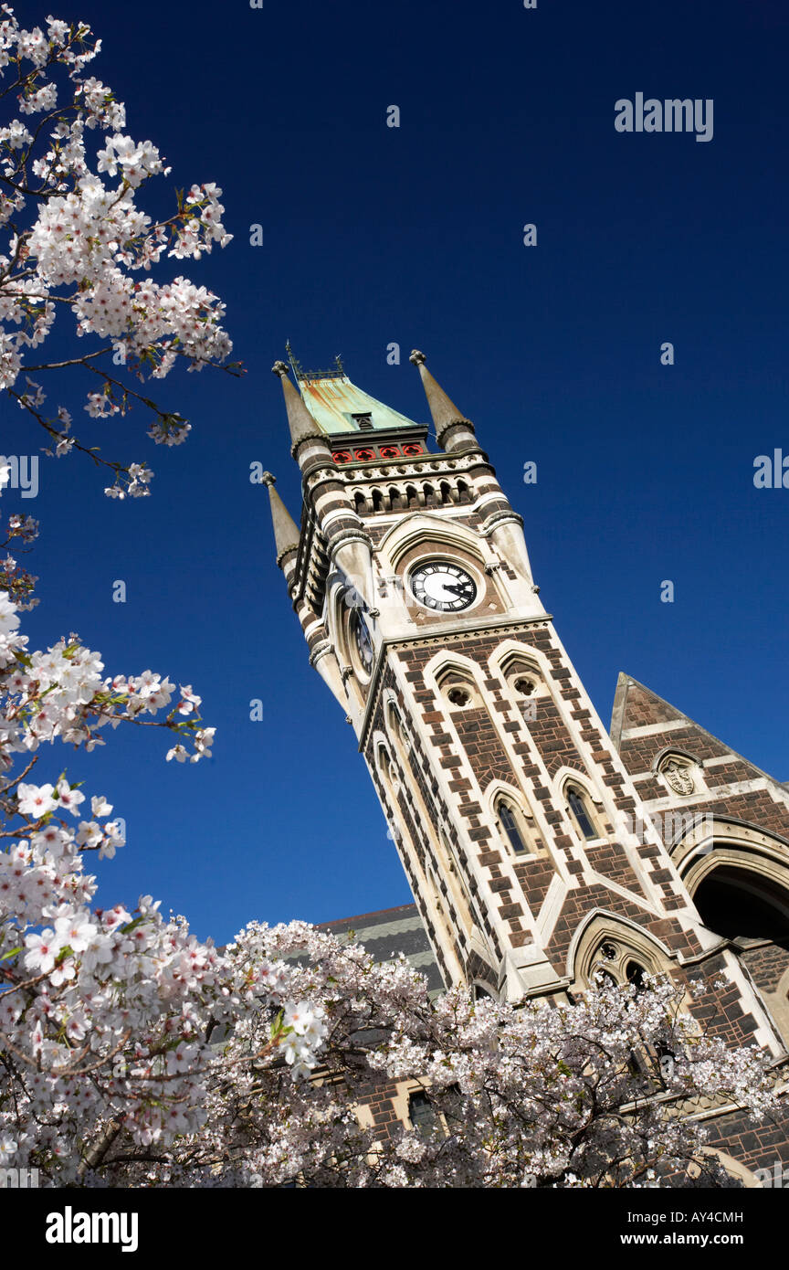 Spring Blossom and Clock Tower Historical Registry Building University ...