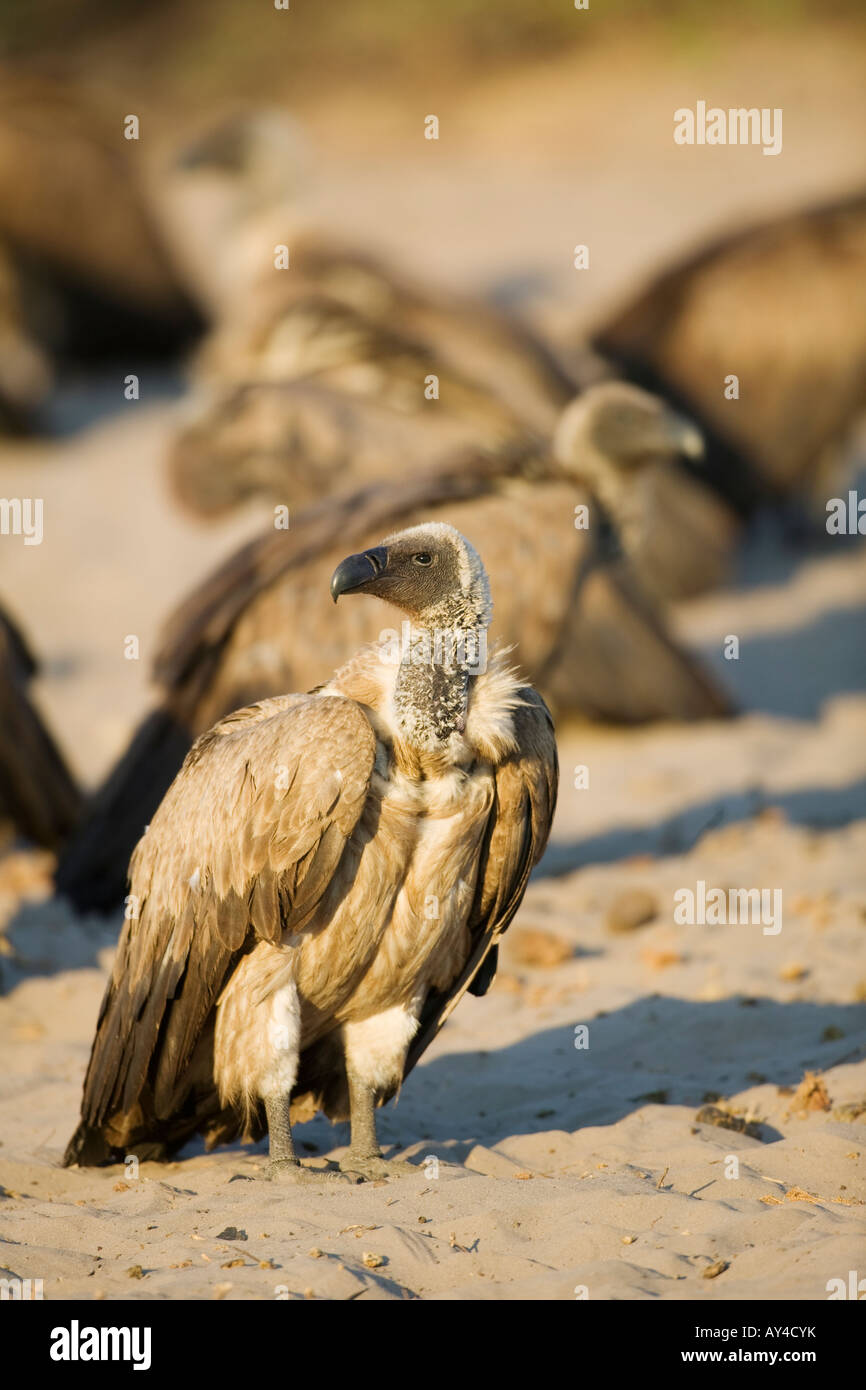 Africa Botswana Makgadikgadi Pans National Park White backed Vultures ...