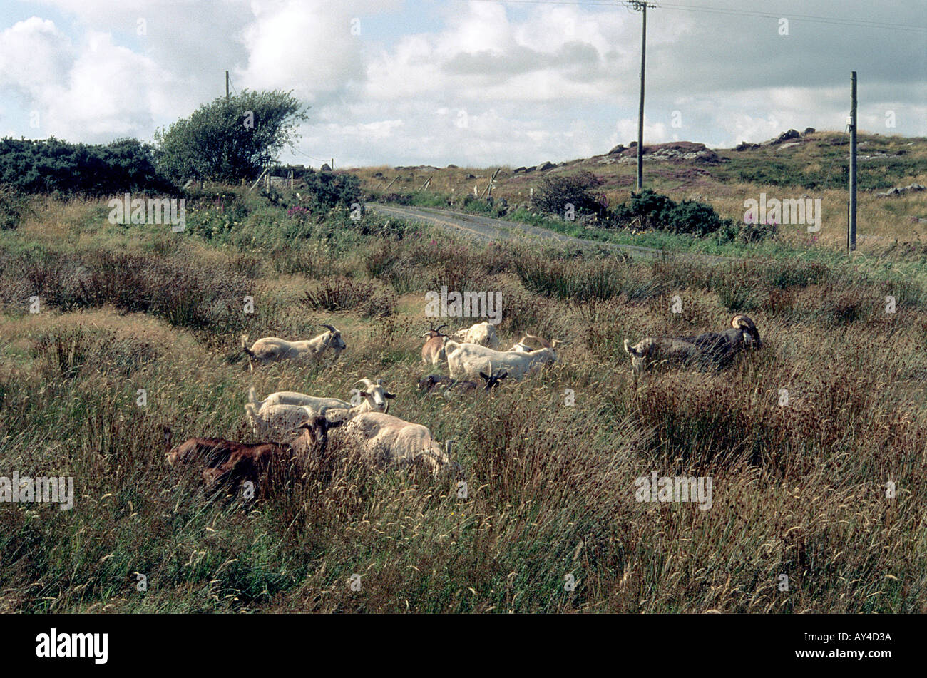 View Scene Herd of wild goats Ireland Stock Photo - Alamy