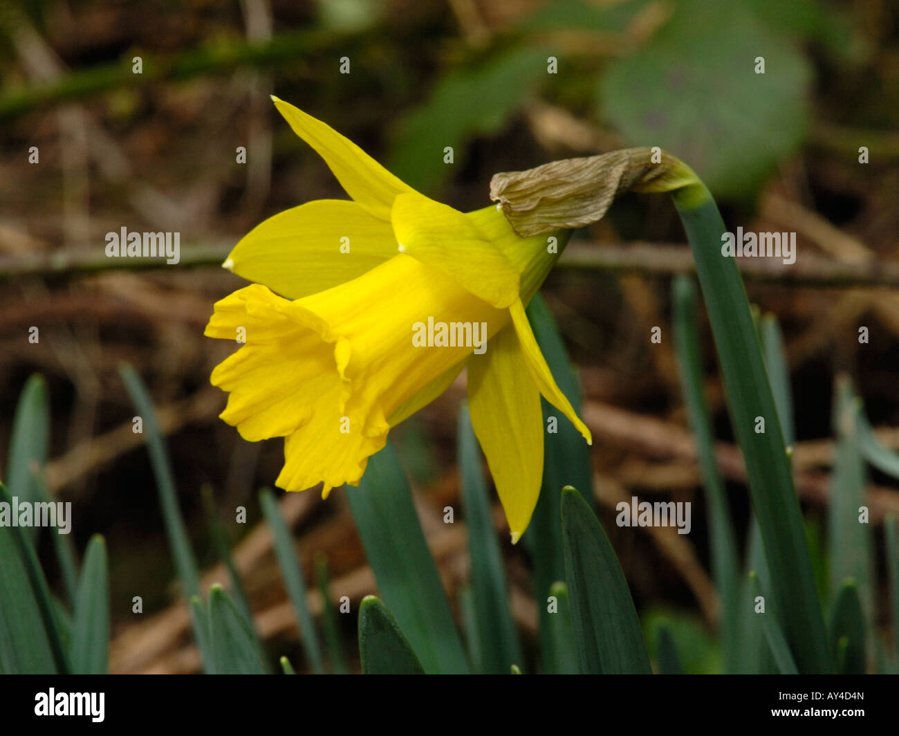 Tenby Daffodil, Narcissus obvallaris Stock Photo - Alamy