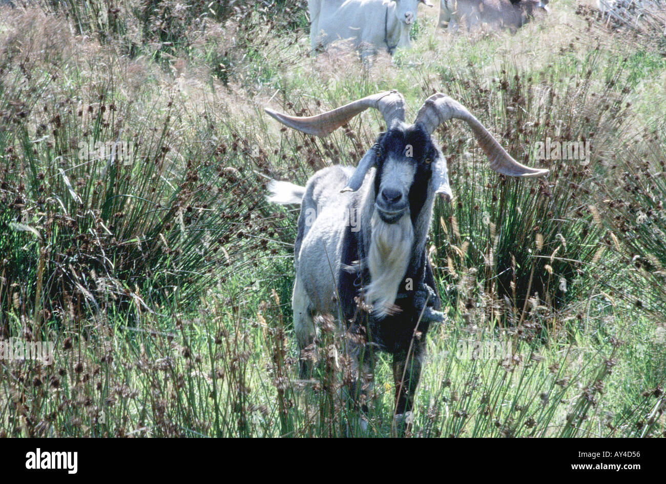 Wild goat Ireland Stock Photo - Alamy
