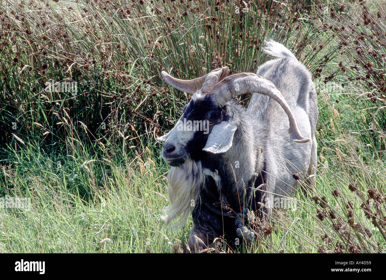Wild goat Ireland Stock Photo - Alamy