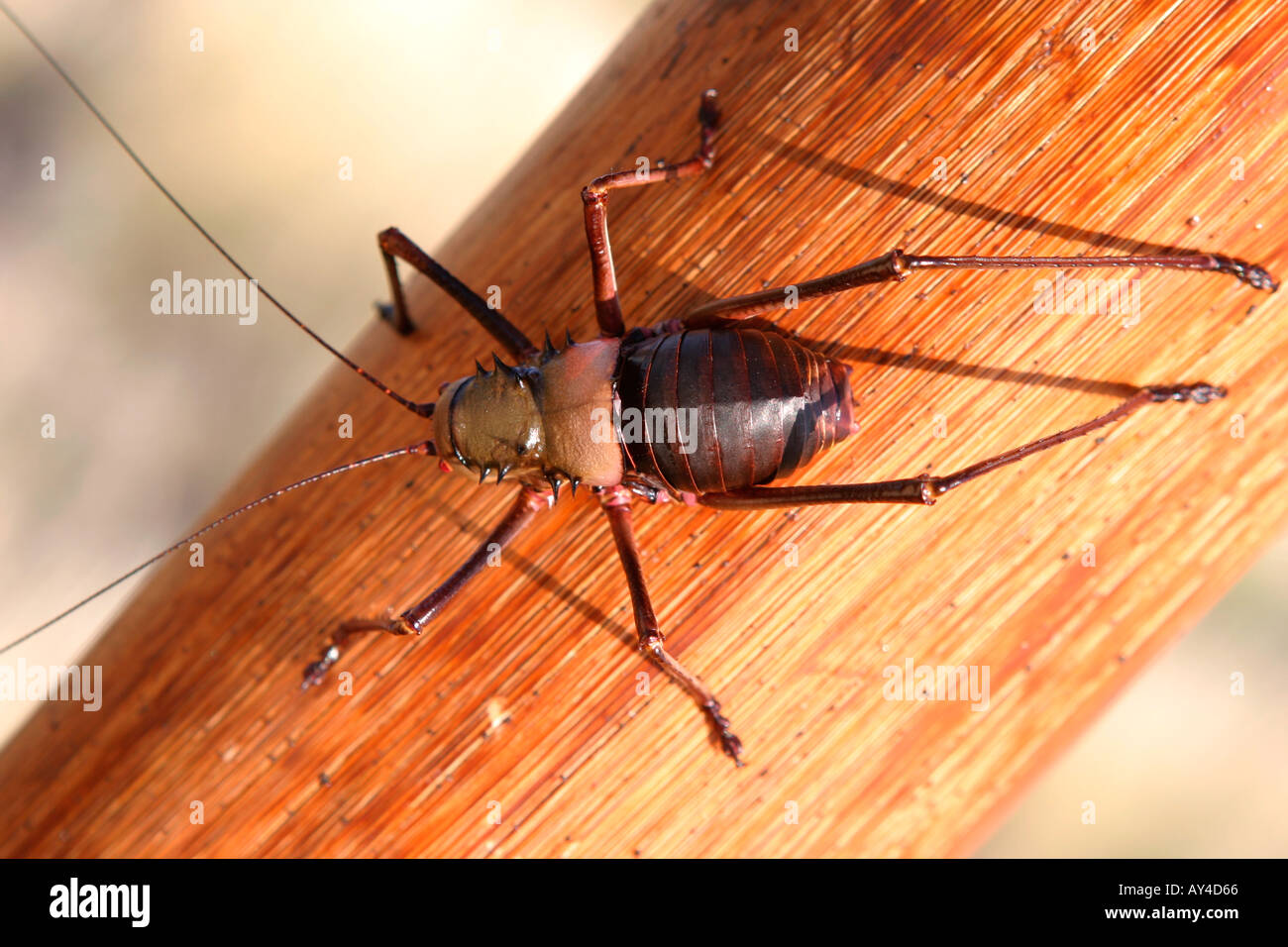 Acanthoplus discoidalis Armoured ground cricket This South African ...