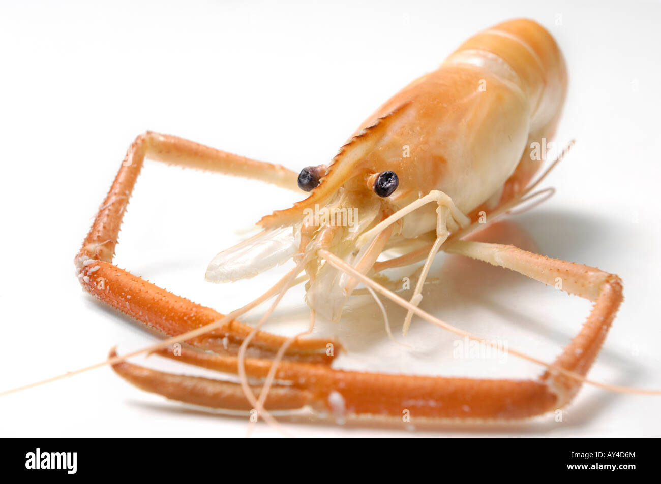 Large cooked oceanic shrimp Stock Photo - Alamy