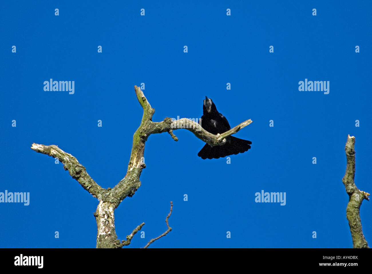 Rook on branch of dead oak tree Stock Photo - Alamy