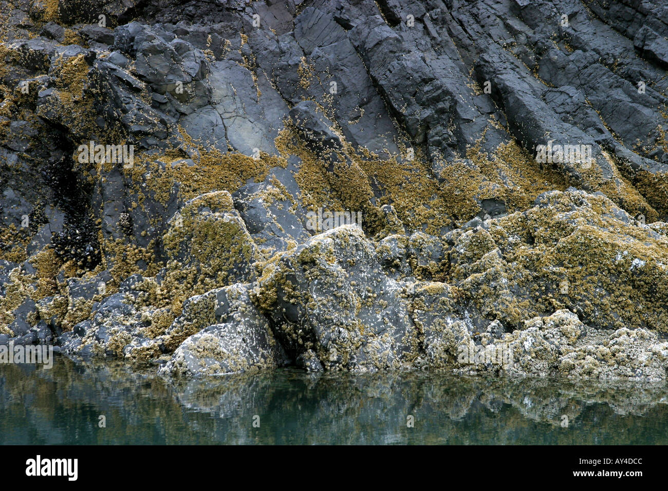 Barnacles on rocks at low tide on the Oregon coast Stock Photo - Alamy