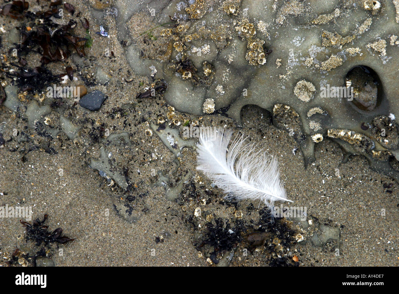 A white feather in the intertidal zone on the Oregon coast Stock Photo ...