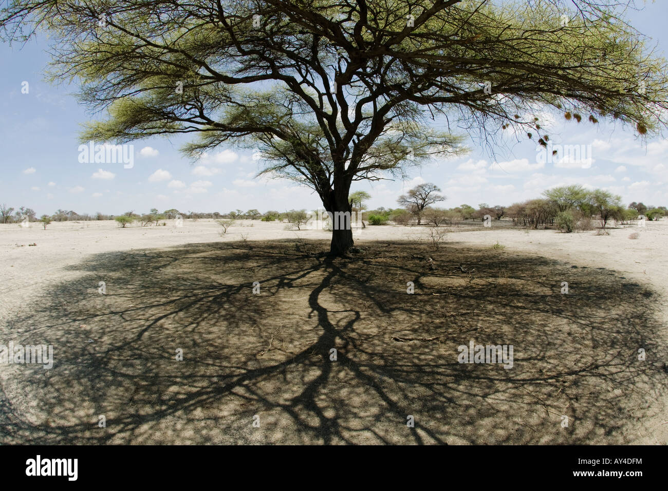 Africa Botswana Fisheye view of acacia tree providing shade from midday ...