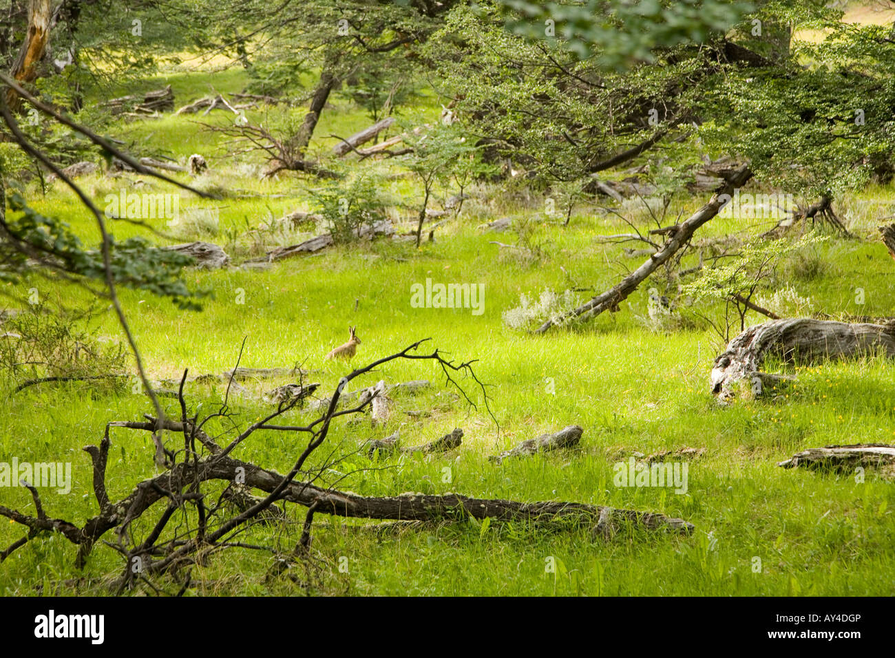 Hare hiding in long grass Stock Photo - Alamy