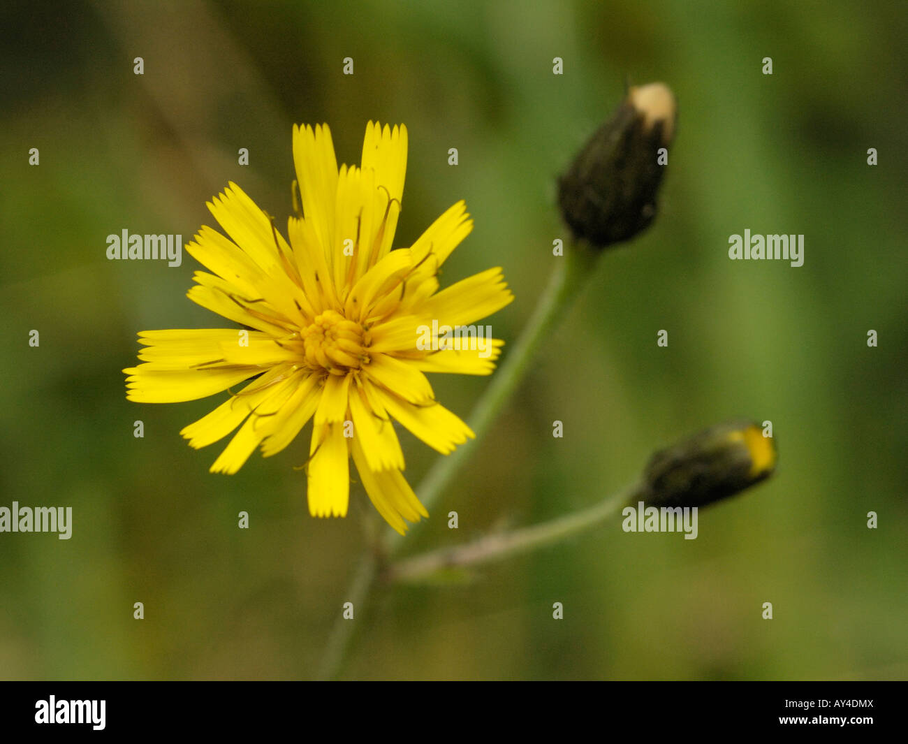 Hawkweed hi-res stock photography and images - Alamy
