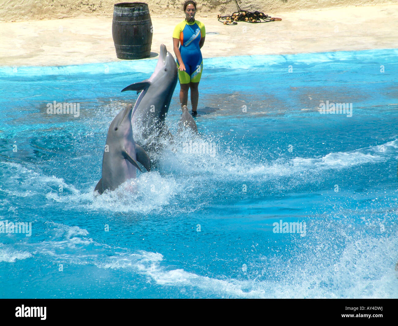 dolphin show, Mundomar, Benidorm, Alicante Province, Spain Stock Photo ...