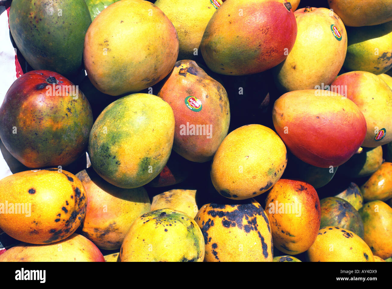 Caribbean Saint Martin Mangos Stock Photo - Alamy