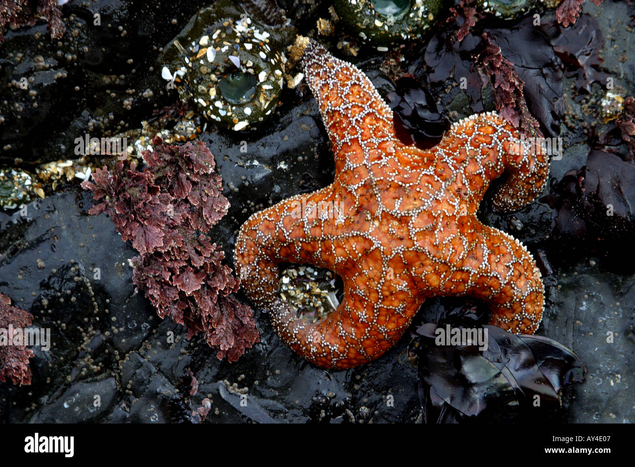 Sea star or starfish at low tide on the central Oregon coast Stock ...