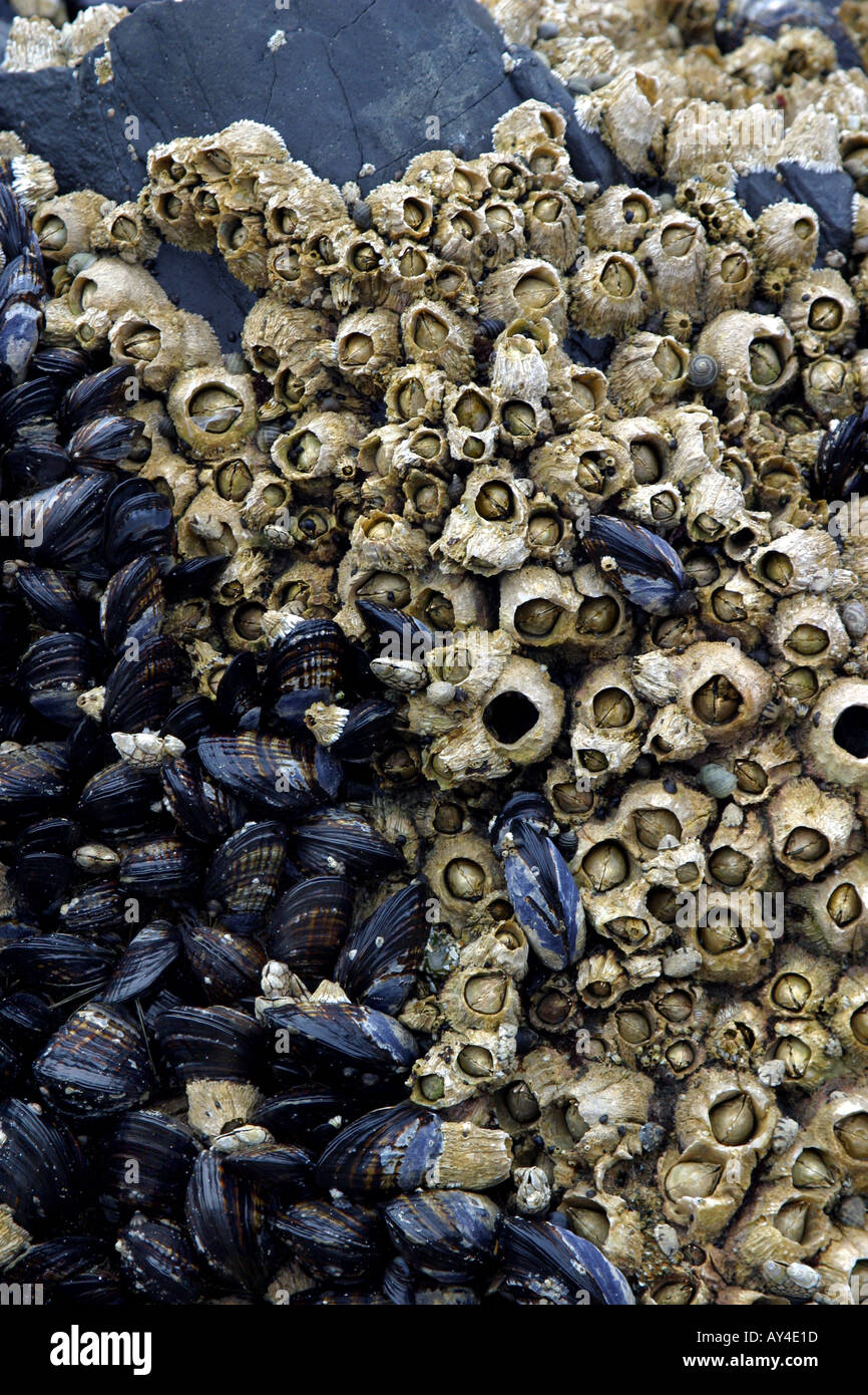 Mussels and barnacles at low tide on the central Oregon coast Stock ...