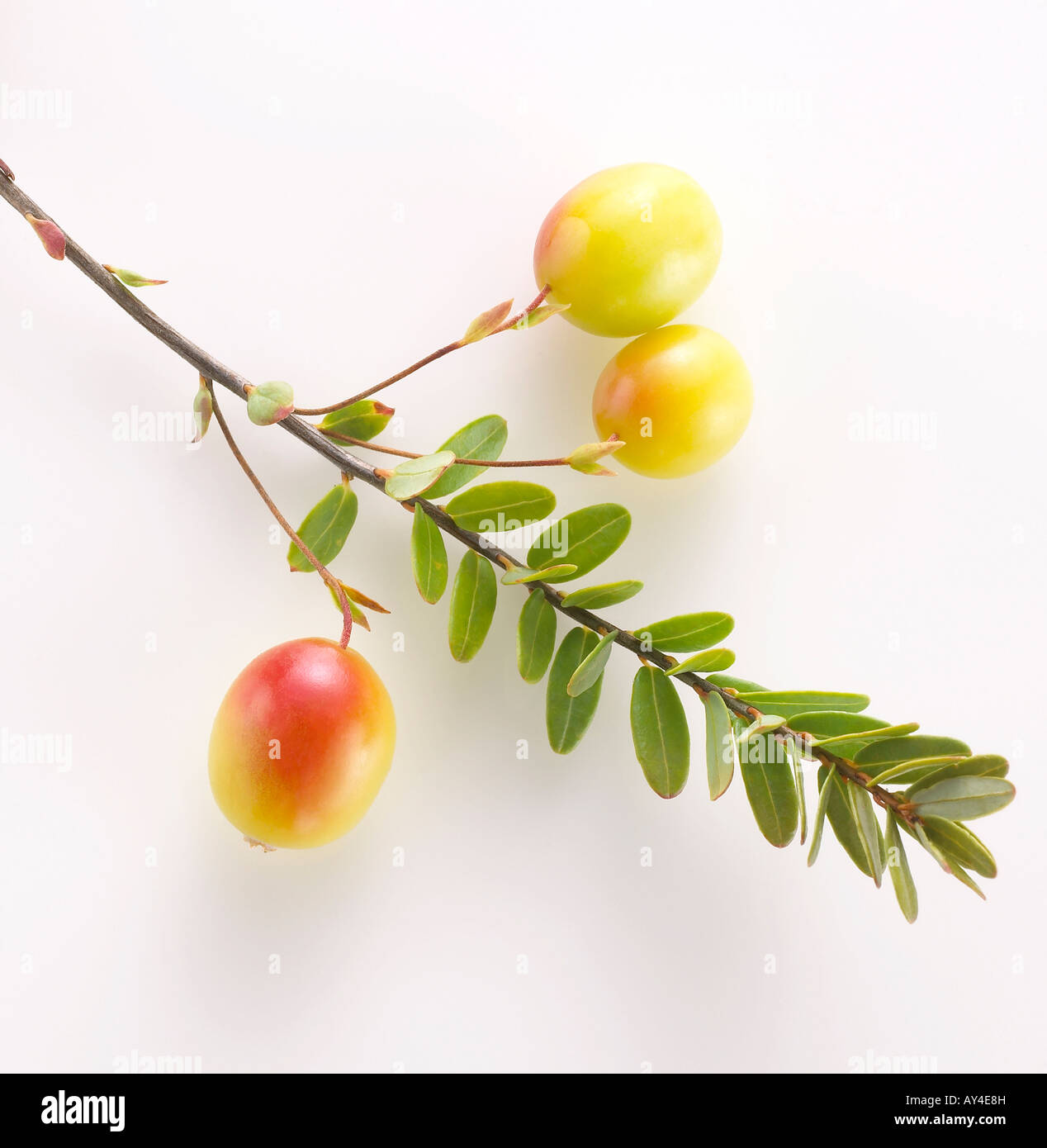 Studio shot of a Single stem of unripe cranberries on a white ...