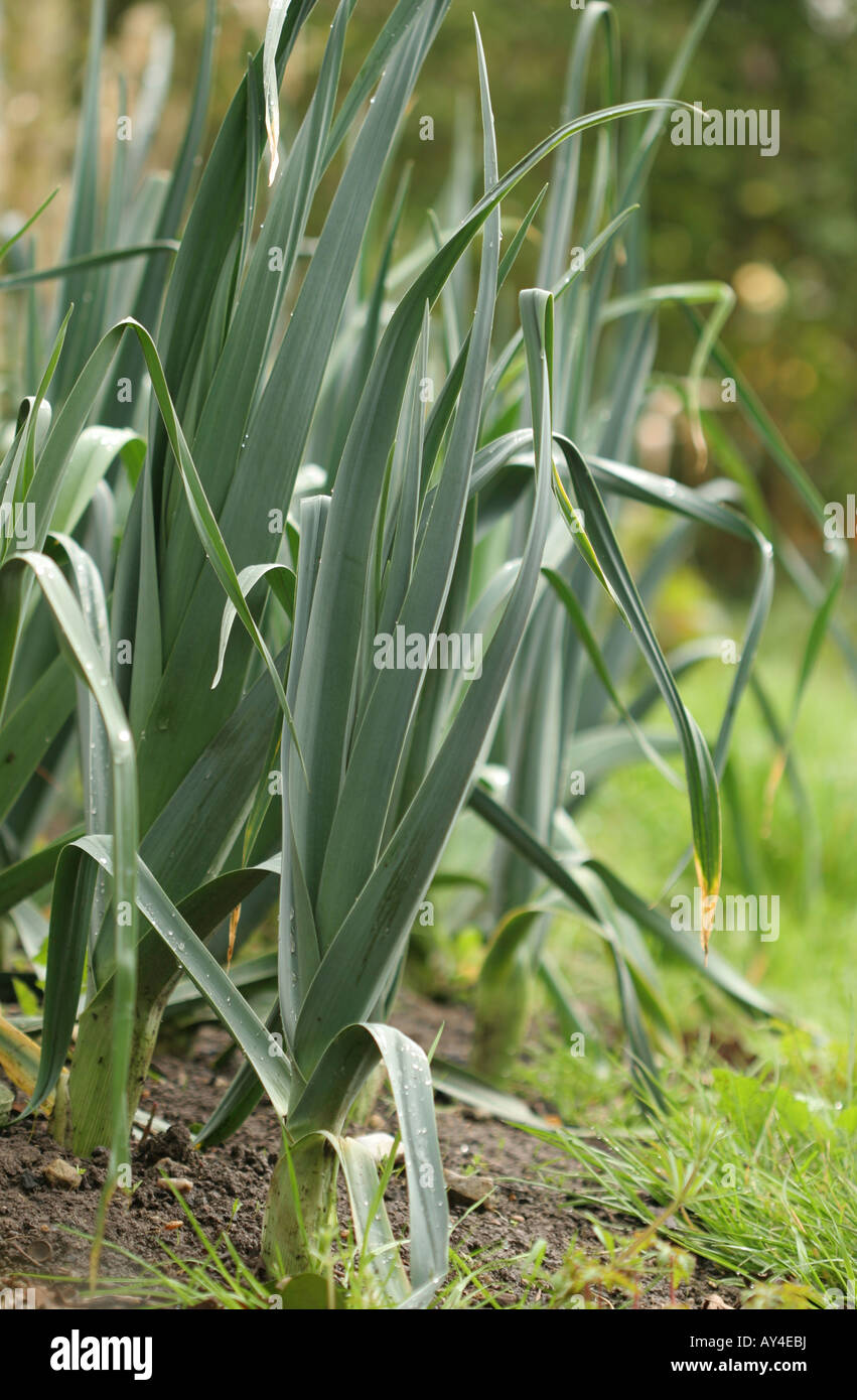 Row of healthy leek plants growing in a vegetable garden Stock Photo ...
