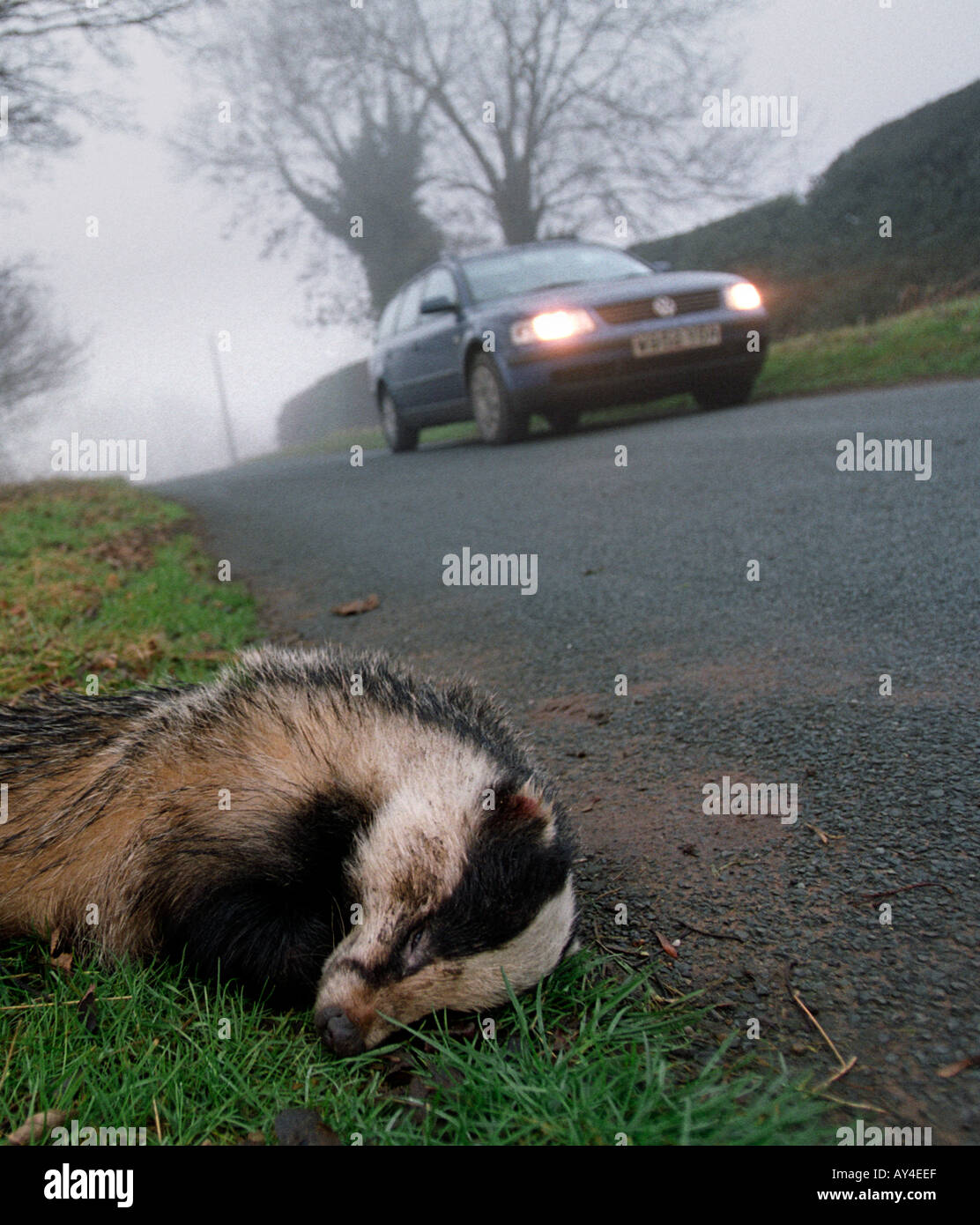Badger damage hi-res stock photography and images - Alamy