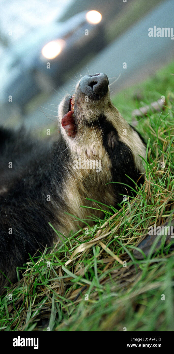 A dead badger at the side of a road killed by a car Stock Photo - Alamy