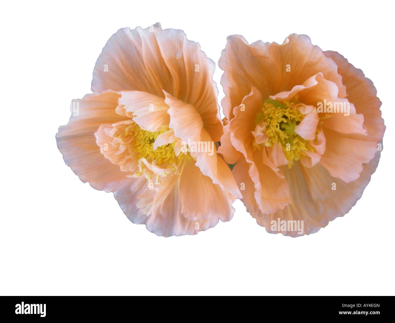 Pair of peach colored Icelandic poppies, blossoms only Stock Photo - Alamy