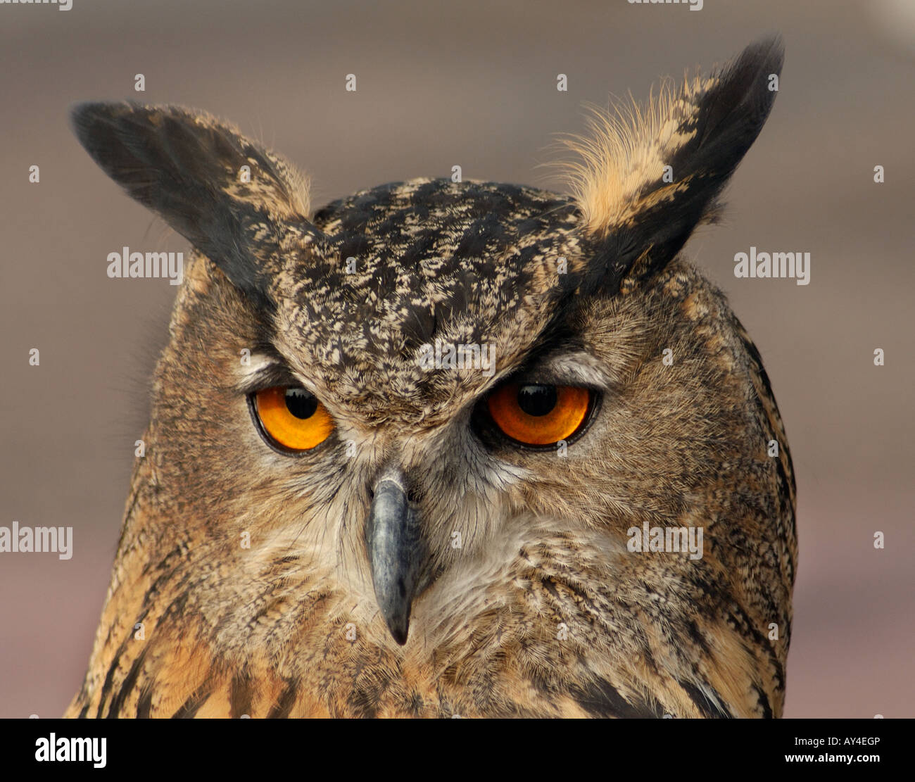 HEAD SHOT OF AN EAGLE OWL Stock Photo - Alamy