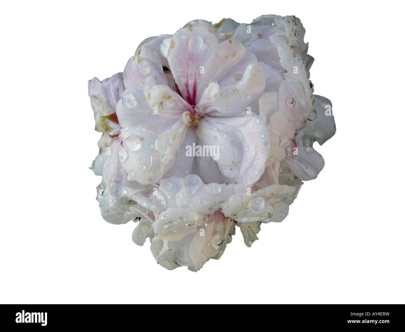 White Geranium blossom Stock Photo - Alamy