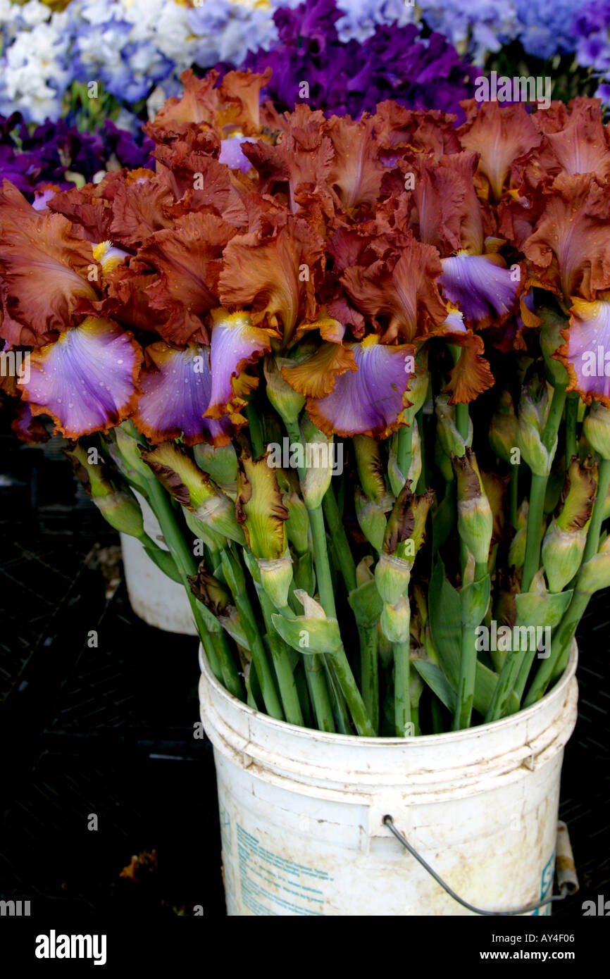 Bucket of bearded iris stalks at a flower stand in central Oregon Stock ...