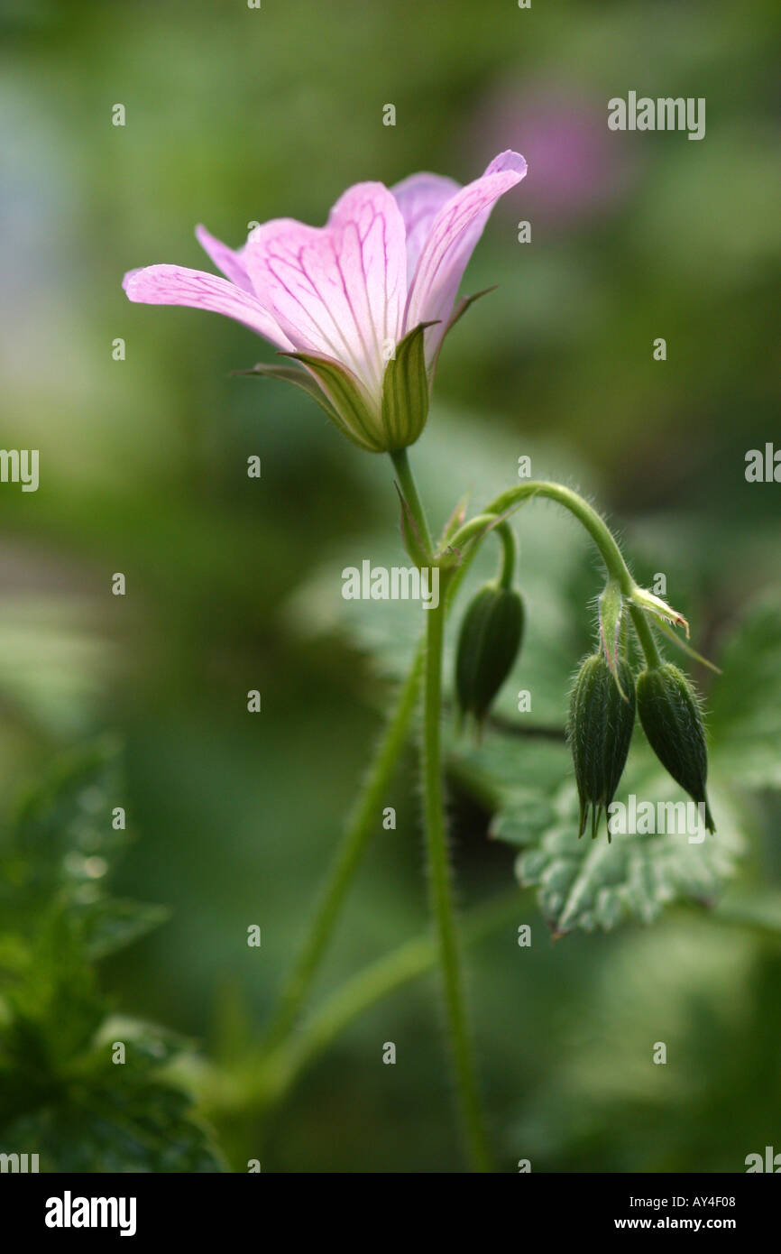 Geranium carol hi-res stock photography and images - Alamy