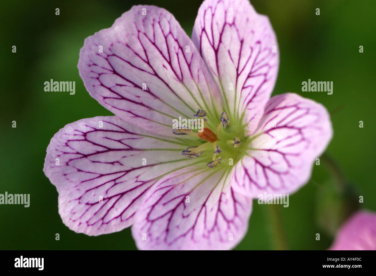 Geranium carol hi-res stock photography and images - Alamy