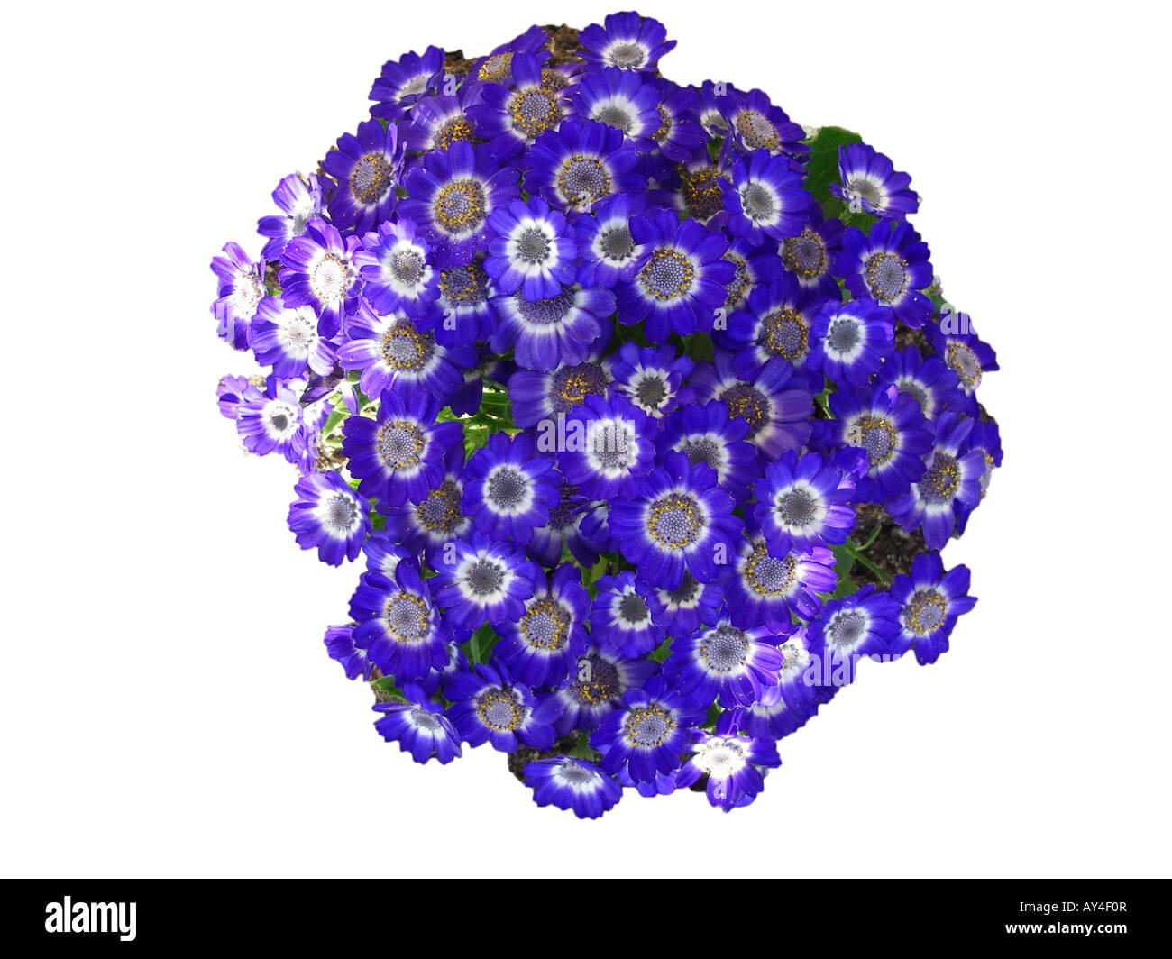 Cluster of blue flowers Stock Photo - Alamy
