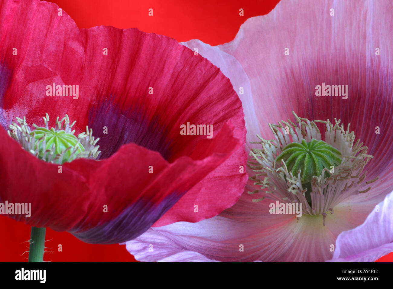 Two opium poppies Papaver somniferum Stock Photo - Alamy