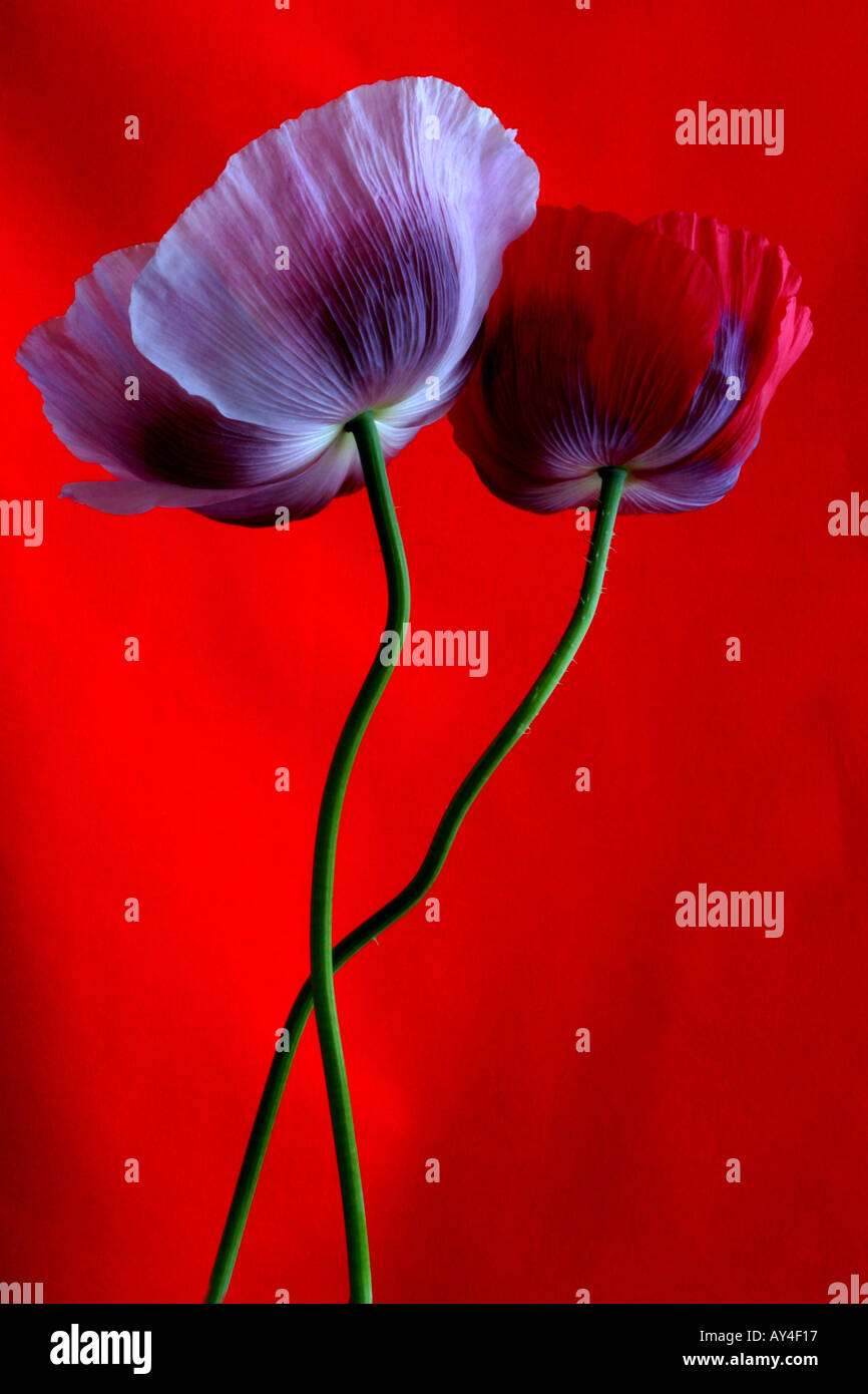 Two opium poppies Papaver somniferum Stock Photo - Alamy