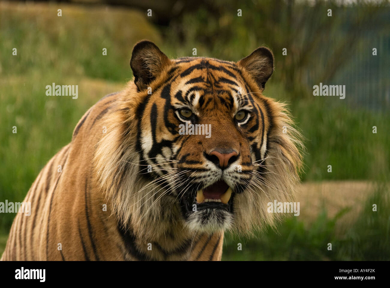 Breeding sumatran tiger cat hi-res stock photography and images - Alamy